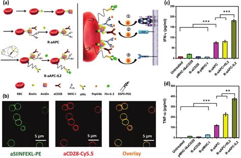 A Scheme Of Preparing Rbc Based Aapc Modified With Pmhc I Acd28 And Download Scientific