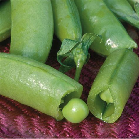 Super Sugar Snap Pea Seed Aeseeds