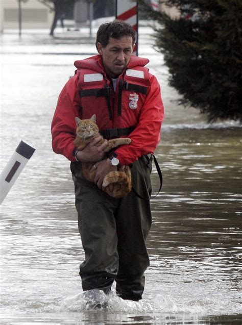 Firefighters Rescuing Cats Cat Daily News