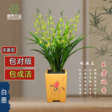 德芳兰业精品名贵兰花苗墨兰白墨带花苞浓香室内好养客厅花卉绿植虎窝淘