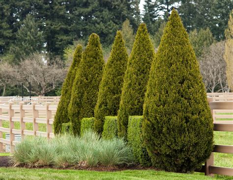 Spartan Juniper Shrubs Fast Growing Evergreens Thuja Green Giant