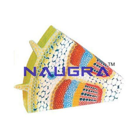 Biological Models Manufacturers Suppliers And Exporters From India China