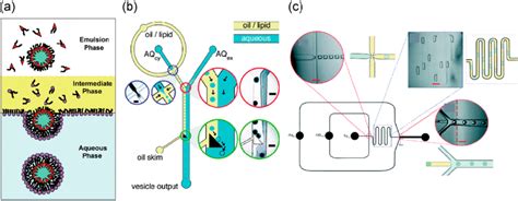 A Formation Of Asymmetric Lipid Vesicles By Droplet Transfer Method