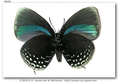 Theorema eumenia (pinned specimens)