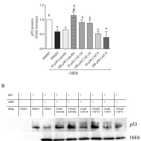 Activity Of Flavonoid Derivates On Hpv 16 E6 Mediated P53 Degradation