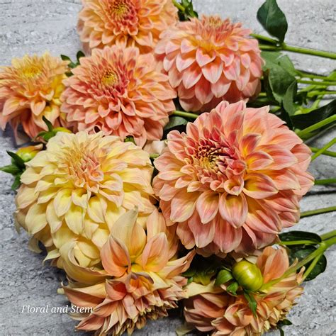 Sand Dune Floral And Stem