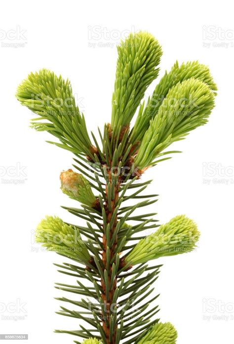 침 엽 수 나무 가지를 설정 합니다 가 문 비 나무 소나무 Thuja 전나무 나뭇가지 흰색 배경 0명에 대한 스톡 사진 및 기타