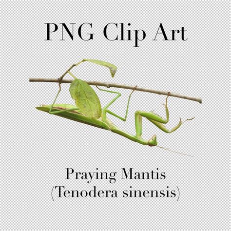 Praying Mantis Tenodera Sinensis Insect Clip Art Bug Png Clipart