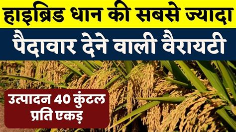 हाइब्रिड धान की सबसे ज्यादा पैदावार देने वाली वैरायटी उत्पादन 40 कुंटल