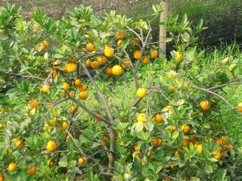 Ceritalah Nek Ngah Bunga Buah