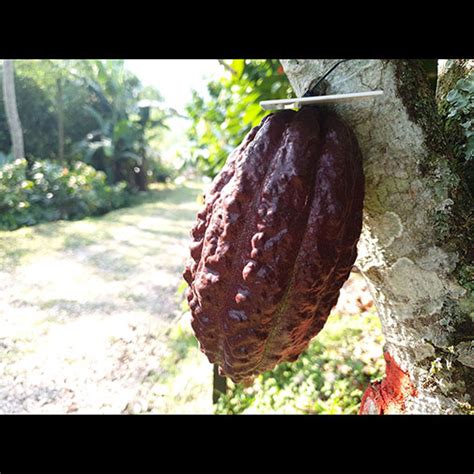 Cacao Detection And Ripeness Classification Object Detection Dataset