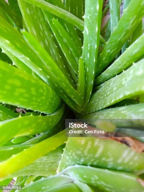 클로즈업 알로에 베라는 다양한 건강상의 이점을 가진 식물의 한 유형입니다 0명에 대한 스톡 사진 및 기타 이미지 0명 건강관리와 의술 꽃 식물 Istock