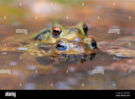 Male And Female Toad During Mating Season SPAIN COMEDIC Images Show How These Amorous Critters