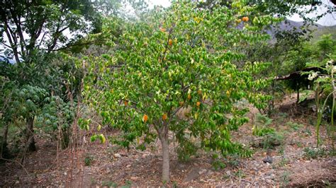 How To Plant Grow And Care For Star Fruit Trees