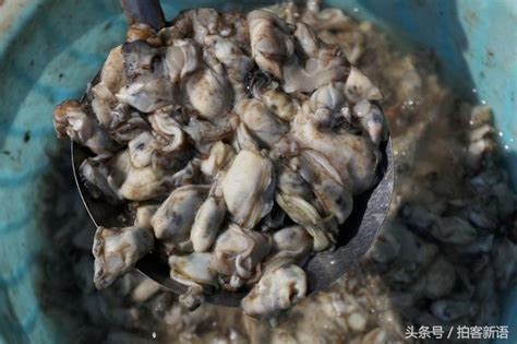 20元一斤的新鮮海蠣子肉用雞蛋一炒好吃又大補 每日頭條