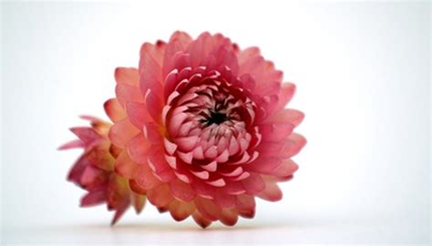 How To Care For A Straw Flower Cactus Plant Garden Guides