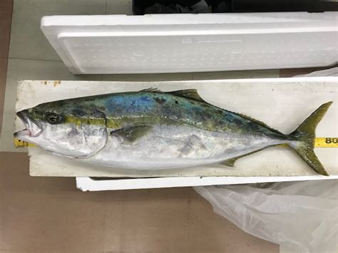 ★マリーナ周辺でノマセ釣り！ 和歌山の釣具えさ専門店 フィッシングクリモト 釣果速報