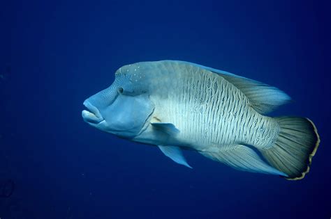 Pez Napoleón Cheilinus Undulatus El Gigante Del Arrecife Peces Raros