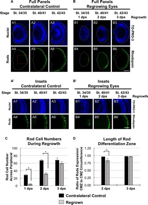 Using The Xenopus Developmental Eye Regrowth System To Distinguish The Role Of Developmental