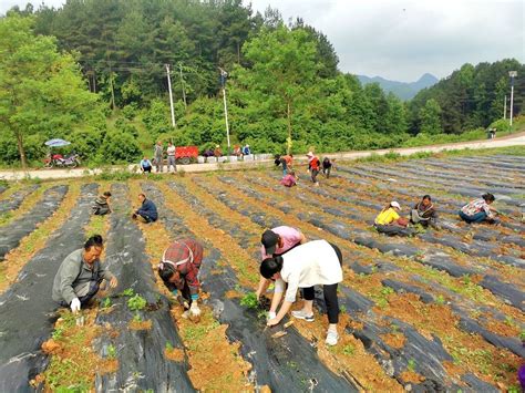 德江桶井乡借力种下金丝菊 产业盛开幸福花 菊花 种植 金丝皇