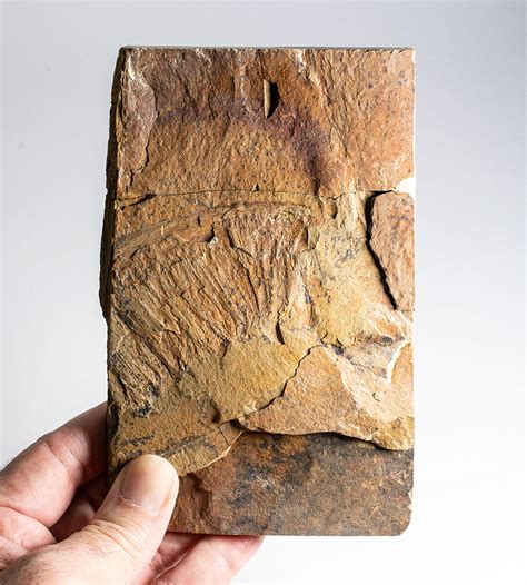 Giant Anomalocaridid Aegirocassis Benmoulai The Natural Canvas