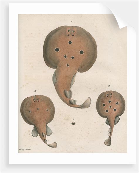 Common Torpedo Posters And Prints By Unknown