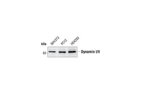 Dynamin Iii Antibody Cell Signaling Technology