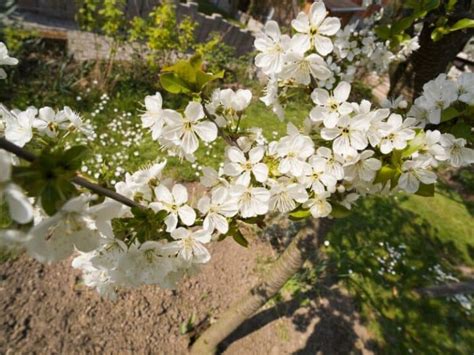 How To Care For Fruit Trees 7 Things To Know Couch To Homestead