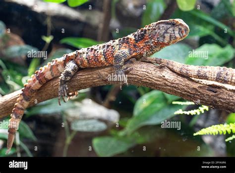 Crocodile Lizard