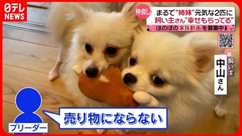 【投稿動画】”飼育放棄”された元保護犬 飼い主に運んだ”幸せ”『every特集』 │ 【気ままに】ニュース速報