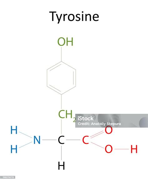 The Chemical Structure Of Tyrosine Stock Illustration Download Image