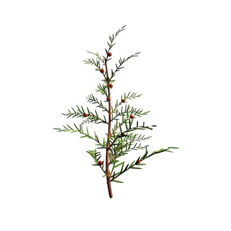 Himalayan Juniper Psd 100 High Quality Free Psd Templates For Download