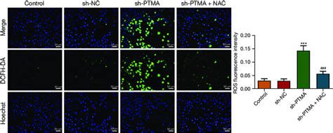 Interference With Ptma Causes Ros Aggregation In Escc Cells Dcfh Da