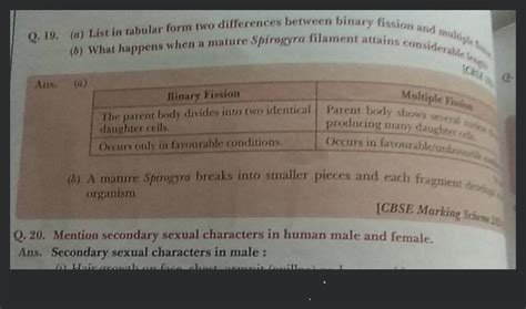 Q 19 A List In Tabular Form Two Differences Between Binary Fission An