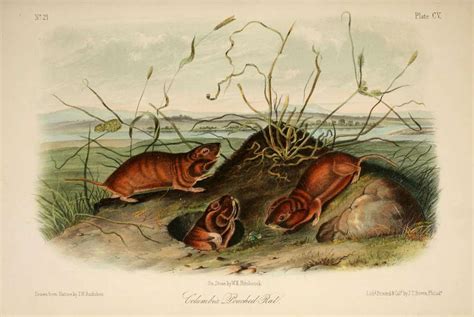 The Quadrupeds Of North America Plate Cv 7752395596 Picryl