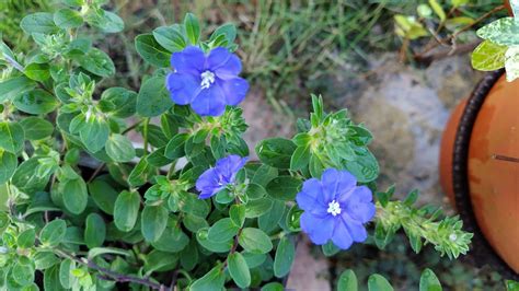 夏は青色 ブルーラグーン 花と空と彩りのある暮らし日記