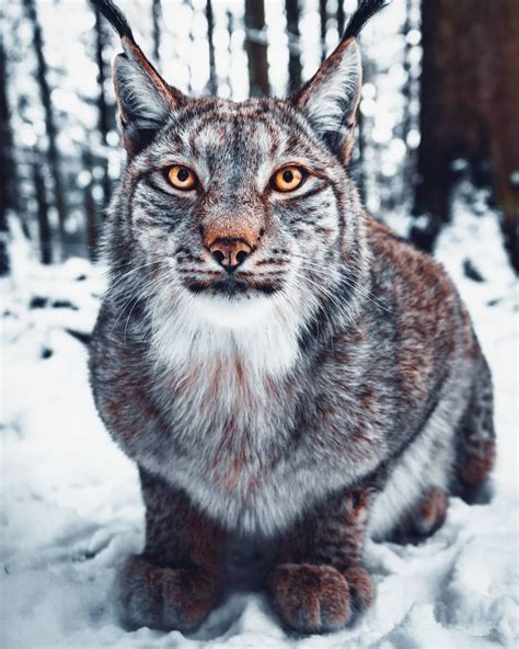 🔥 Eurasian Lynx with beautiful piercing eyes and fluffy natural ...