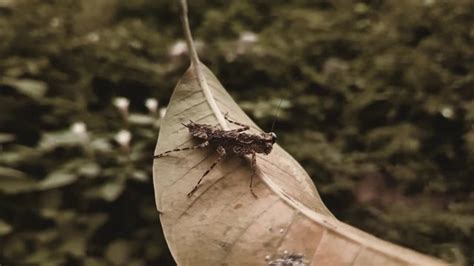 Hopping Bug 이미지 찾아보기 56 스톡 사진 벡터 및 비디오 Adobe Stock