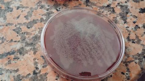 Bacillus Subtilis On Nutrient Agar