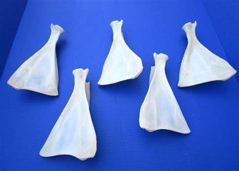 5 Authentic Whitetail Deer Shoulder Blade Bones For Bone Crafts