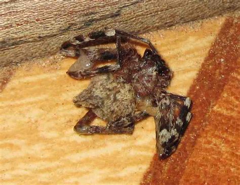 Bulletins From Botswana Spider Guts And Candle Wax