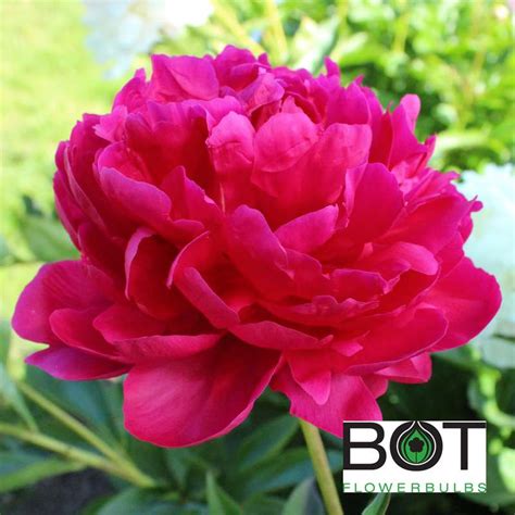 General Macmahon Bot Flowerbulbs