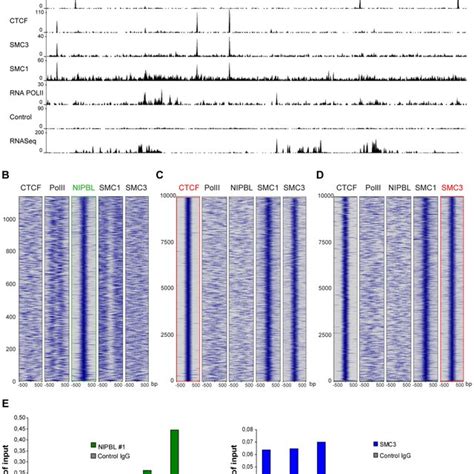 Nipbl Binds To Active Promoters Together With Other Transcription Download Scientific Diagram