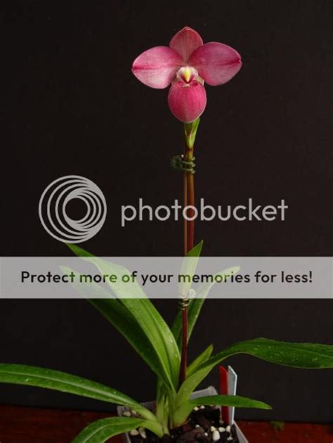Phrag Fischeri X Eumelia Arias Slippertalk Orchid Forum