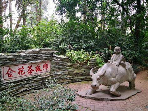 廣西南寧金花茶公園遊記 每日頭條