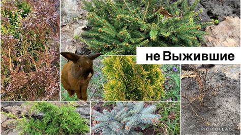 Хвойные после зимы. Весенний обзор - YouTube