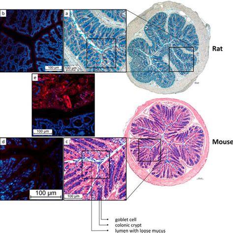 Ab H E Stained Longitudinal Section Of Mouse Proximal Colon Proximal Download Scientific