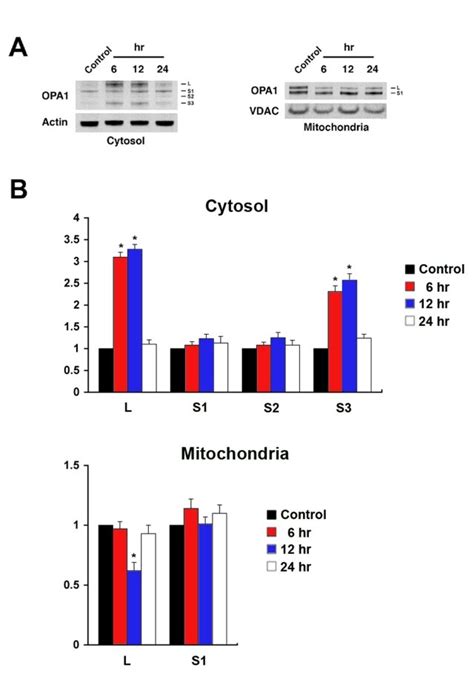 Acute Iop Elevation Induces Opa1 Release In Ischemic Rat Retina A The