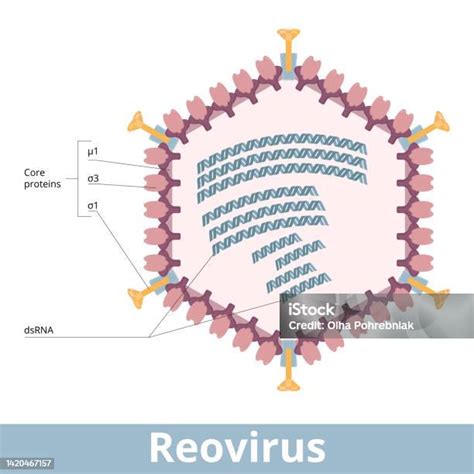 Reovirus Stock Illustration Download Image Now Biological Cell