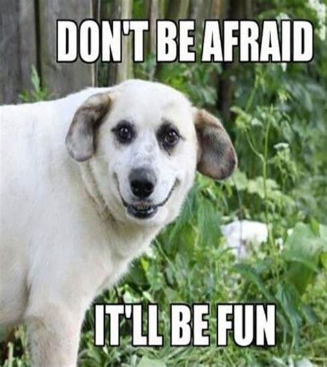 Funny Captions With Dogs At Charli Bayly Blog